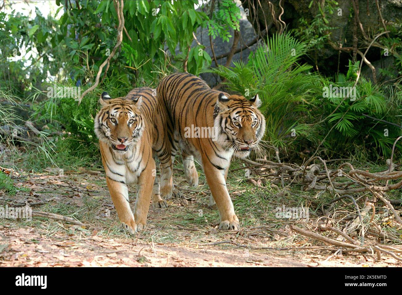 With himself tiger hi-res stock photography and images - Alamy
