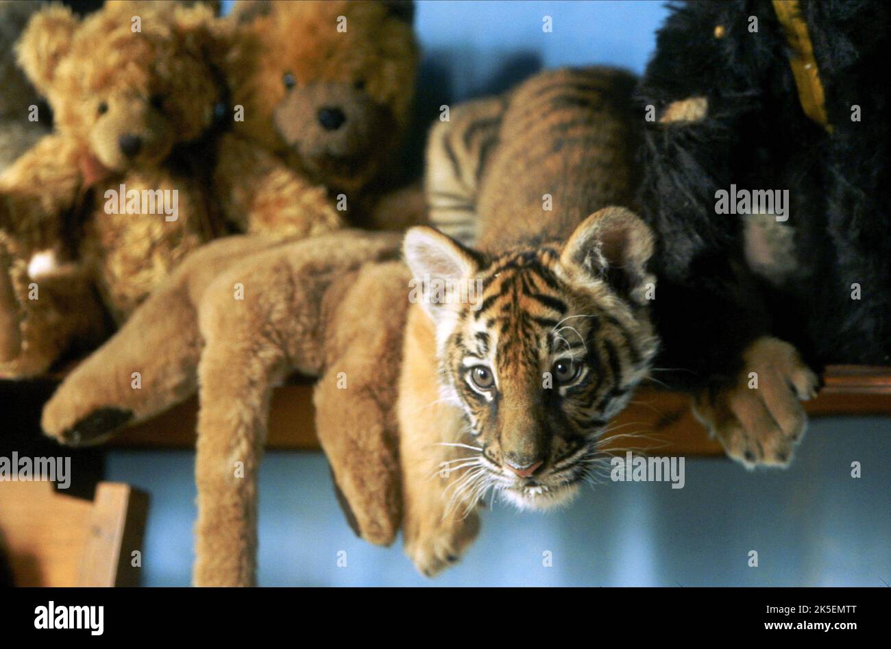 SANGHA THE TIGER CUB, TWO BROTHERS, 2004 Stock Photo - Alamy