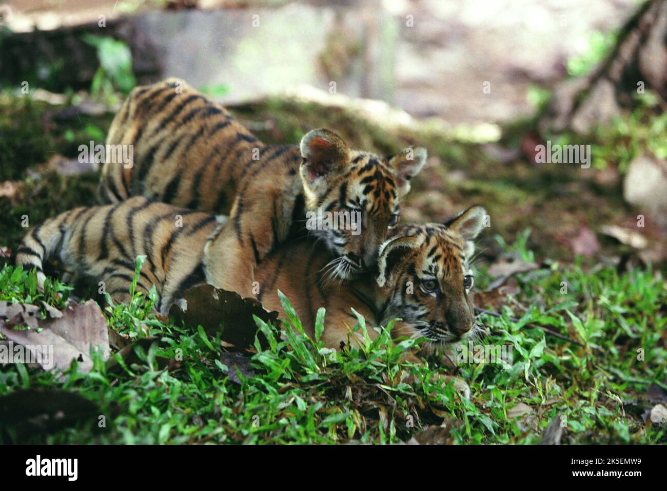 KUMAL, SANGHA THE TIGER CUBS, TWO BROTHERS, 2004 Stock Photo - Alamy