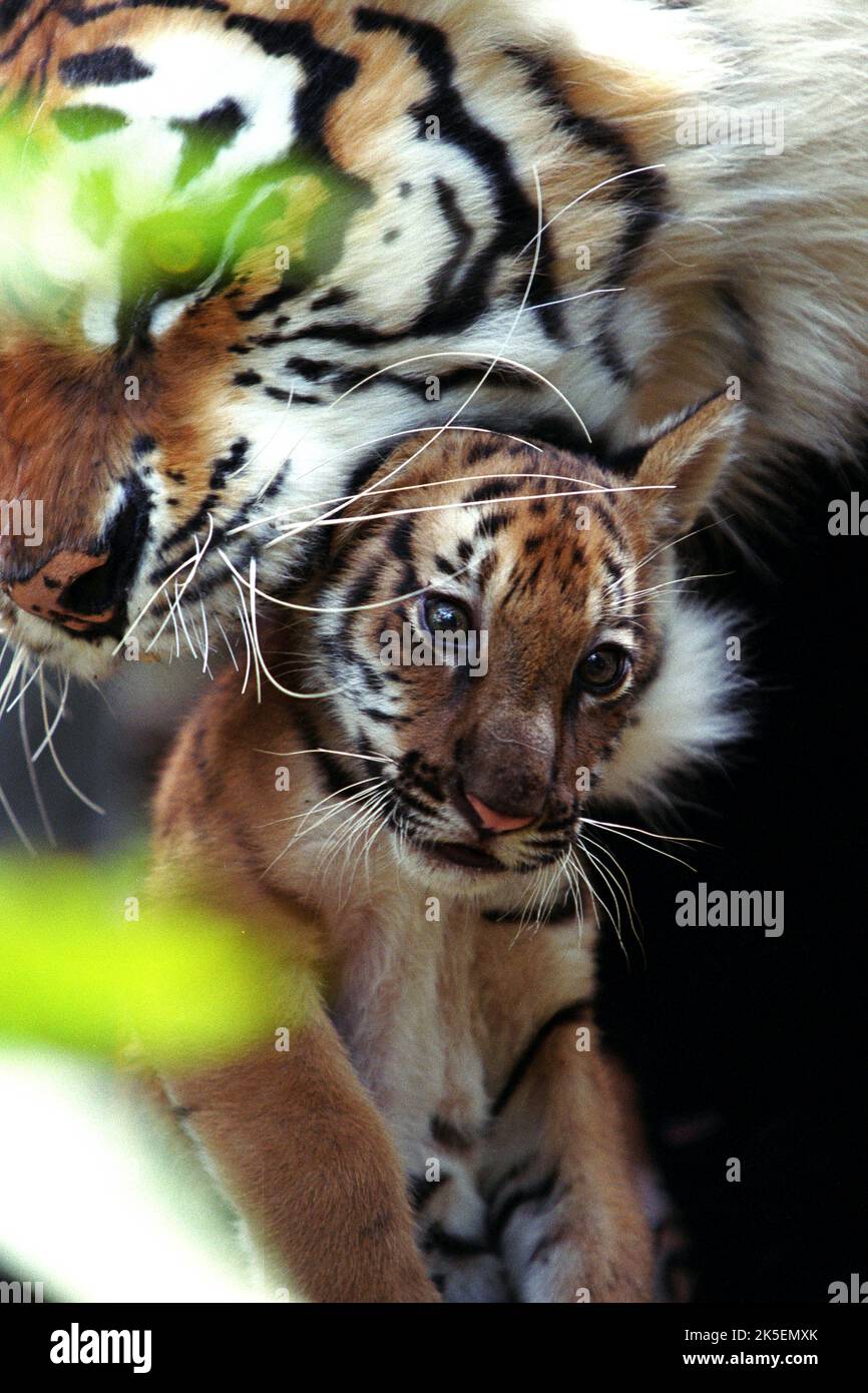 TIGRESS, SANGHA THE TIGER CUB, TWO BROTHERS, 2004 Stock Photo - Alamy