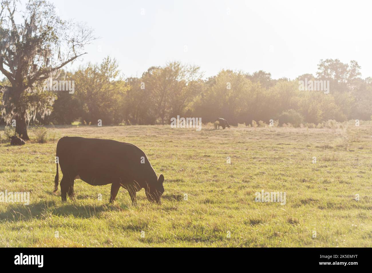Farm animals silhouette hi-res stock photography and images - Alamy