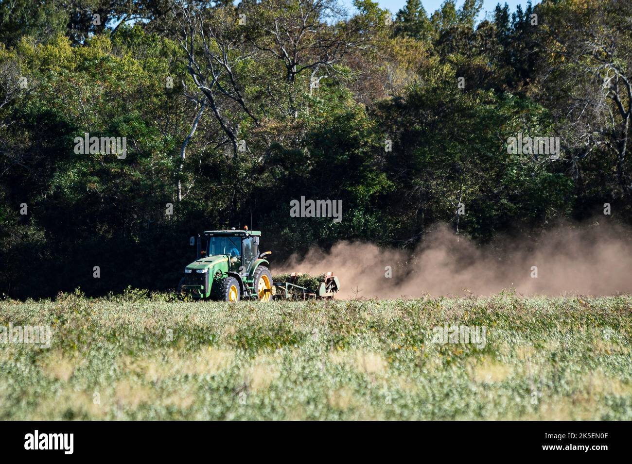 A lone tractor digging up peanuts (Arachis hypogaea) in the harvest ...