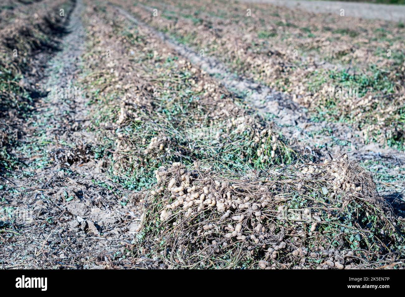 Rows of freshly dug up peanuts (Arachis hypogaea), still in the field ...