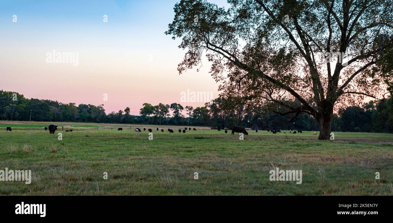 Rural panoramic background of cattle grazing in a southern pasture at ...