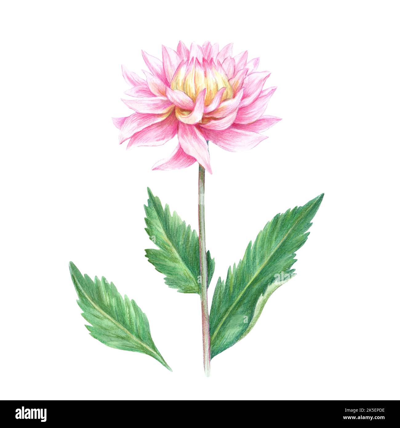 Watercolor illustration of dahlia flower. Realistic detailed drawing ...