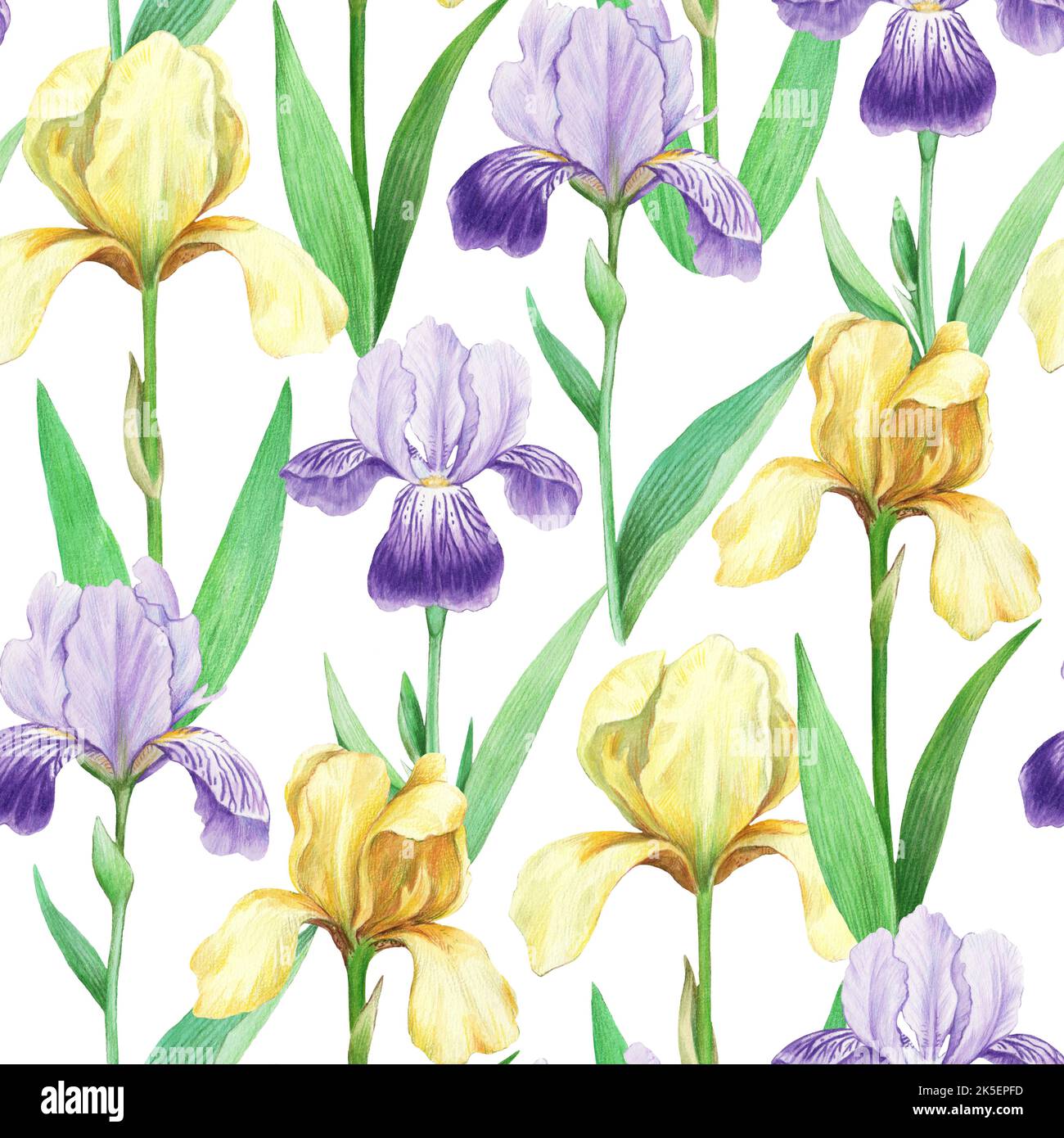 Seamless pattern with realistic detailed iris flowers in vintage retro ...
