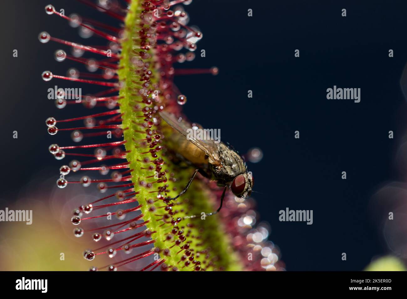 Life and death insect eaten by plant sundew Stock Photo - Alamy