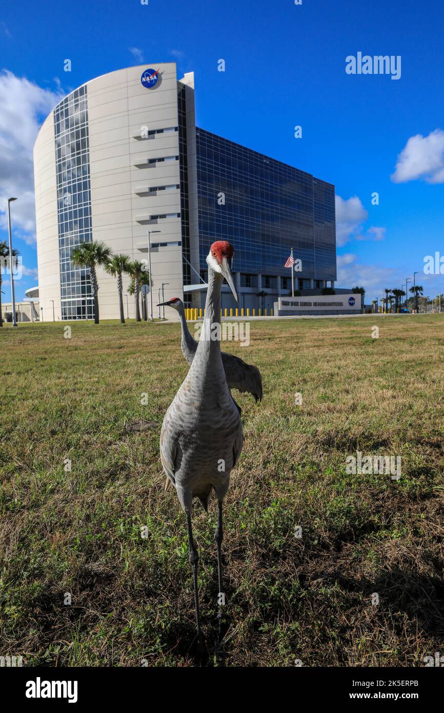 Sandhill cranes pose in front of the Central Campus Headquarters (CCHQ ...