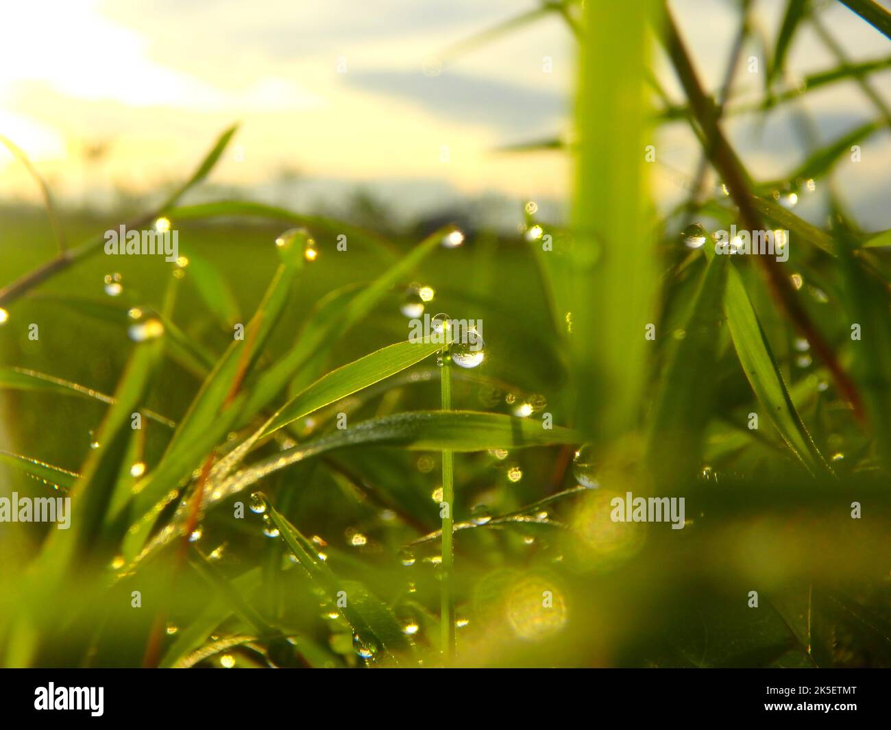 Morning Dew in the morning sunlight Stock Photo - Alamy