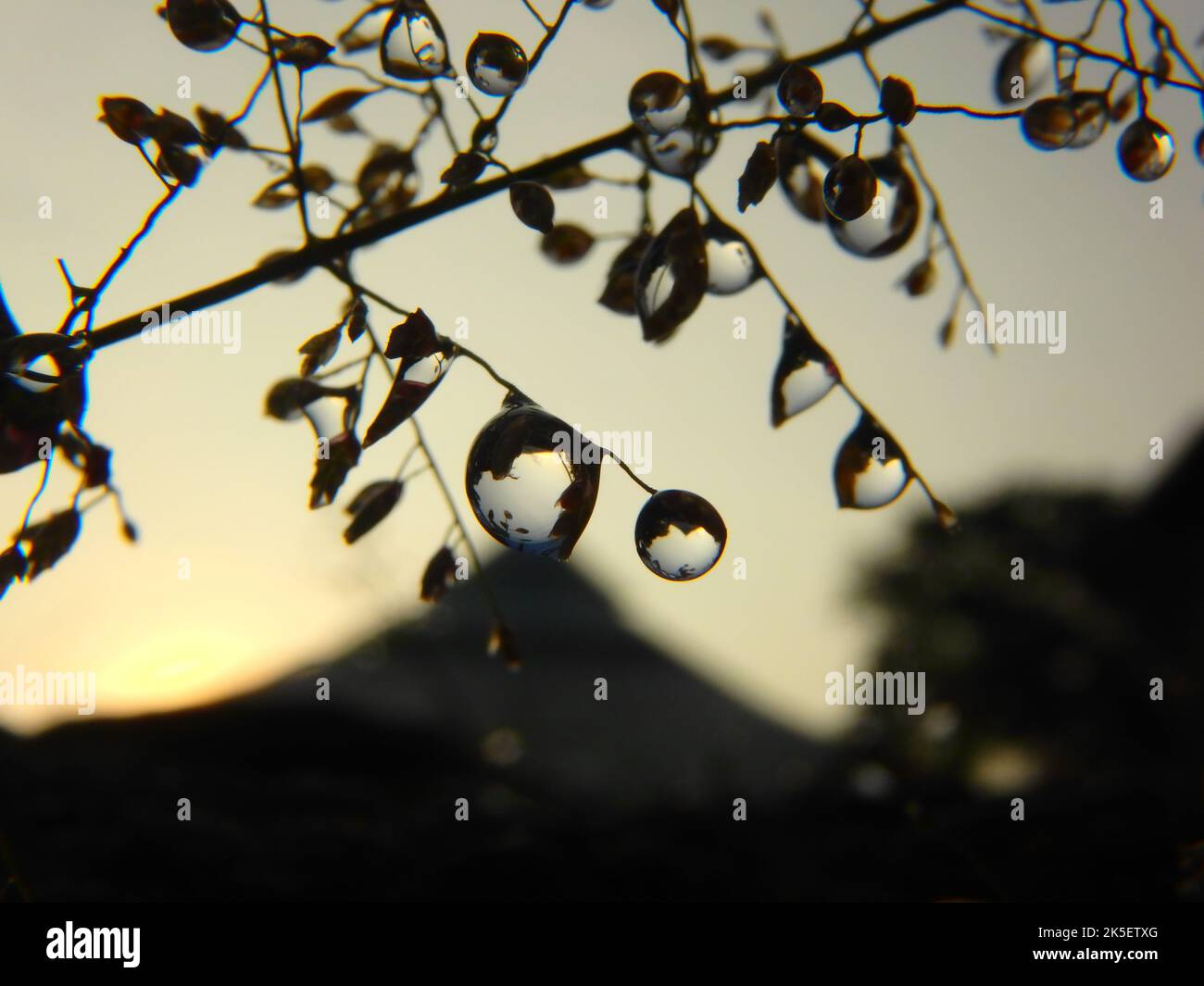 Morning Dew in the morning sunlight Stock Photo - Alamy