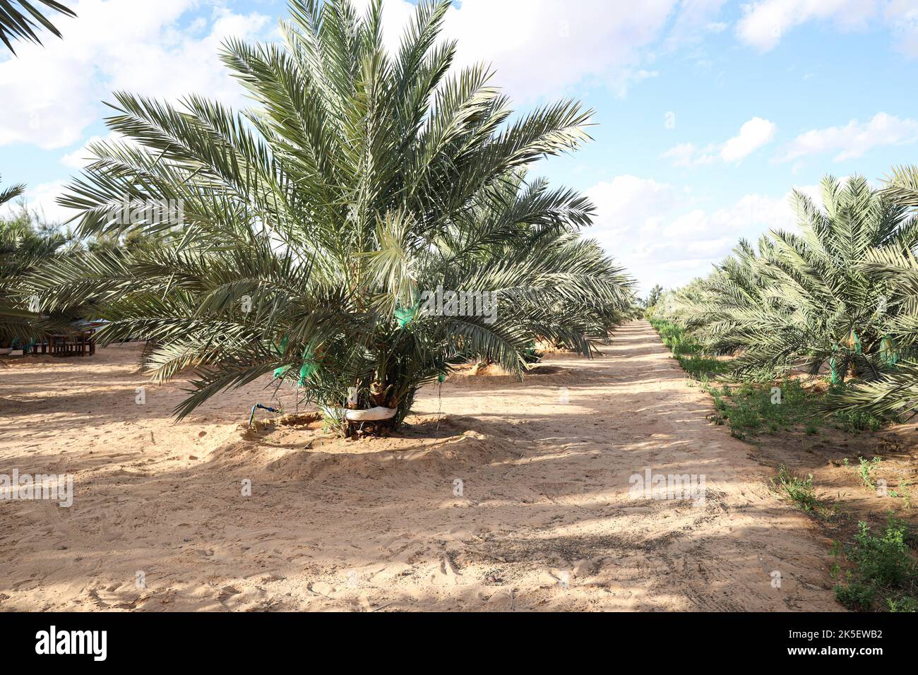 Several species of the Medjool or (Mejhool) (Arabic: 'unknown') palm ...