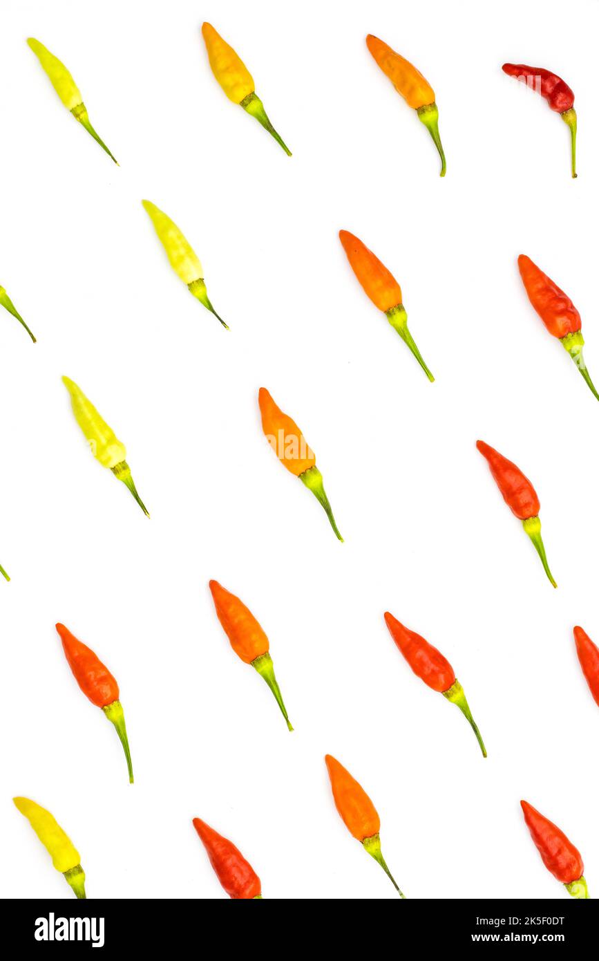 Colorful chilli peppers pattern. Food background.Top view.Tilt ...