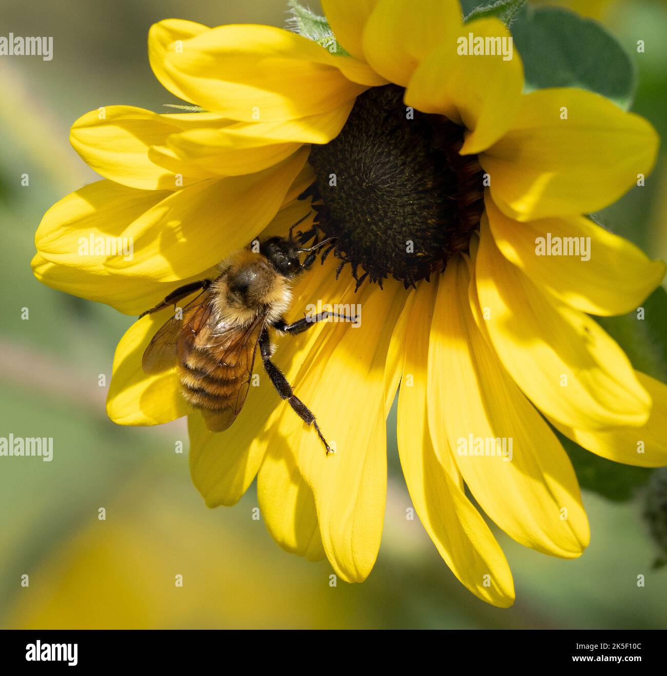 Big bright golden flower hi-res stock photography and images - Alamy