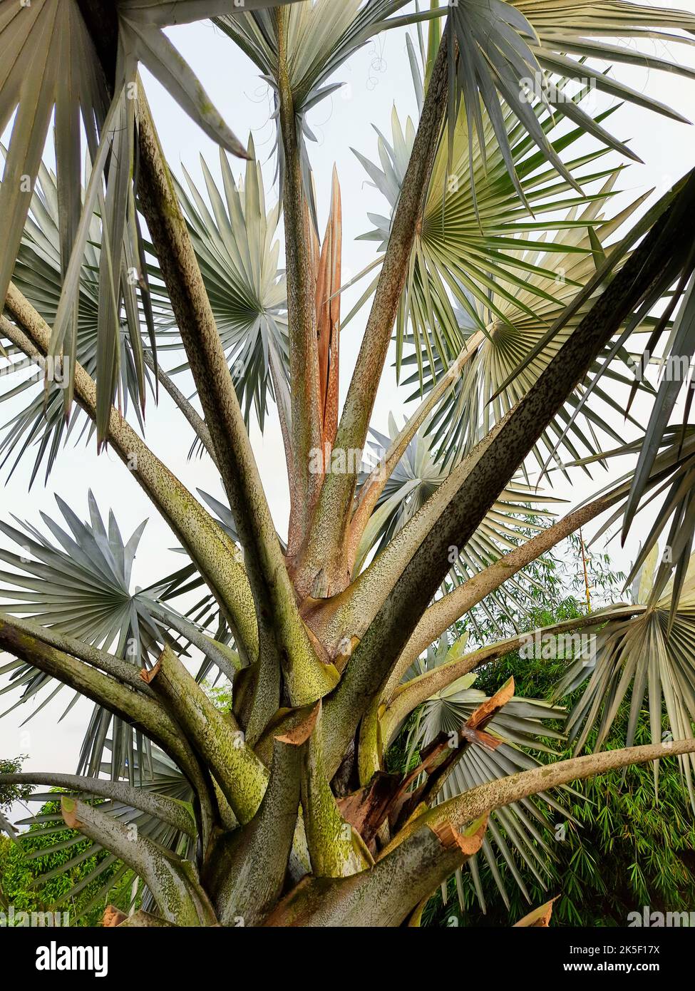 GIANT PALM(Lodoicea maldivica Stock Photo - Alamy