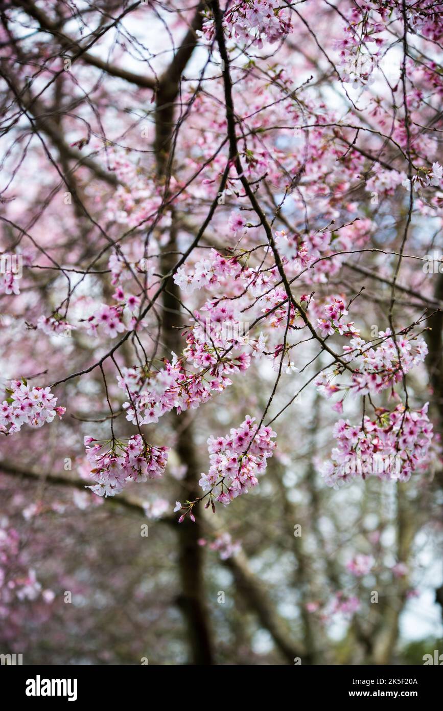 Cherry trees new zealand hi-res stock photography and images - Alamy