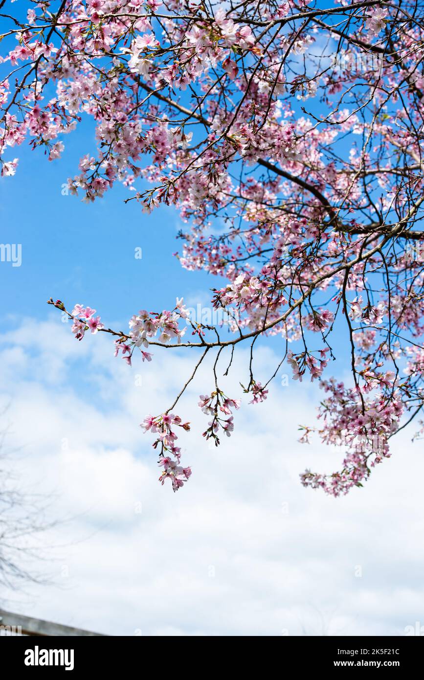Cherry trees new zealand hi-res stock photography and images - Alamy