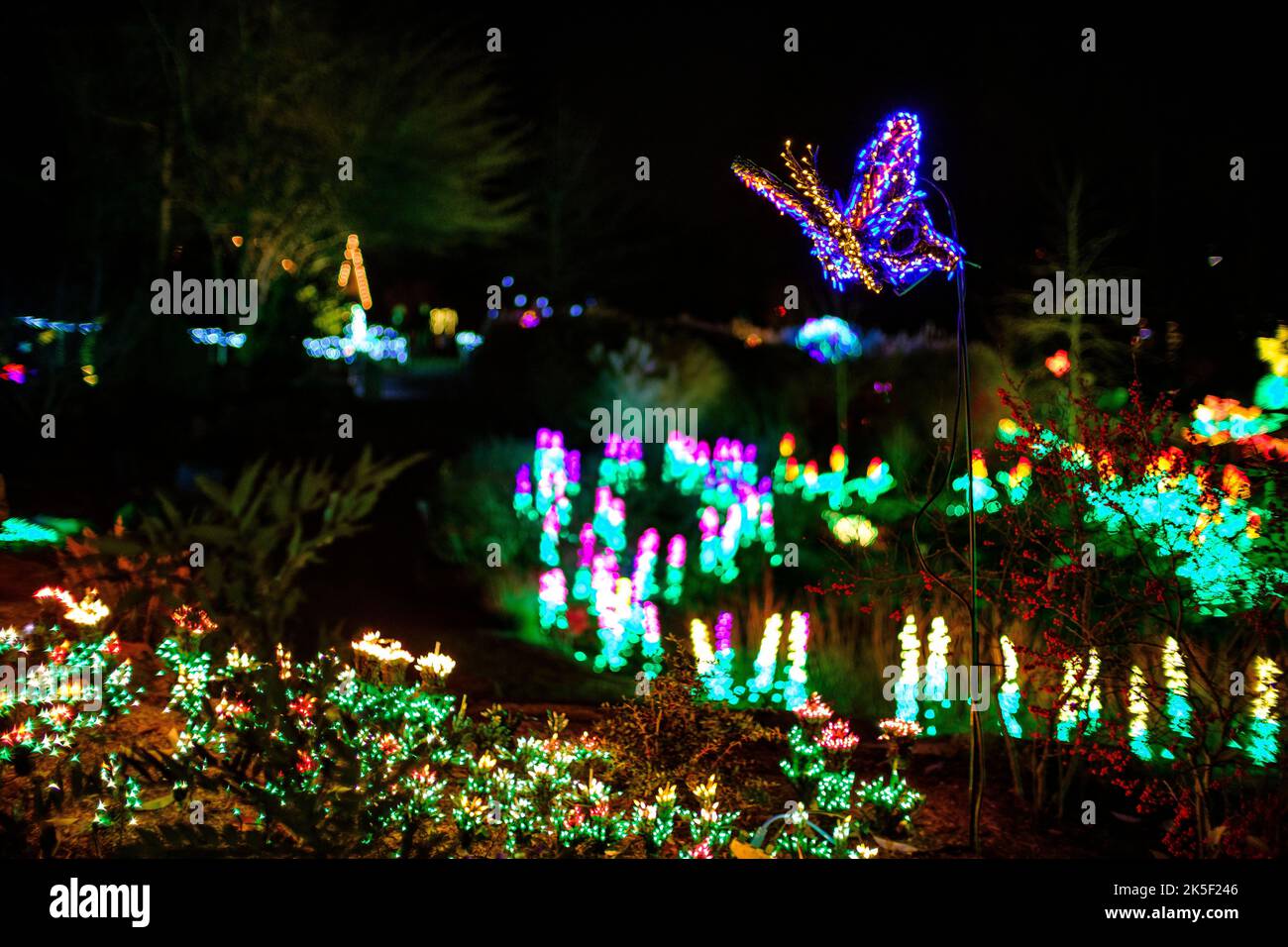 A colorful light decoration in the park during nighttime Stock Photo ...