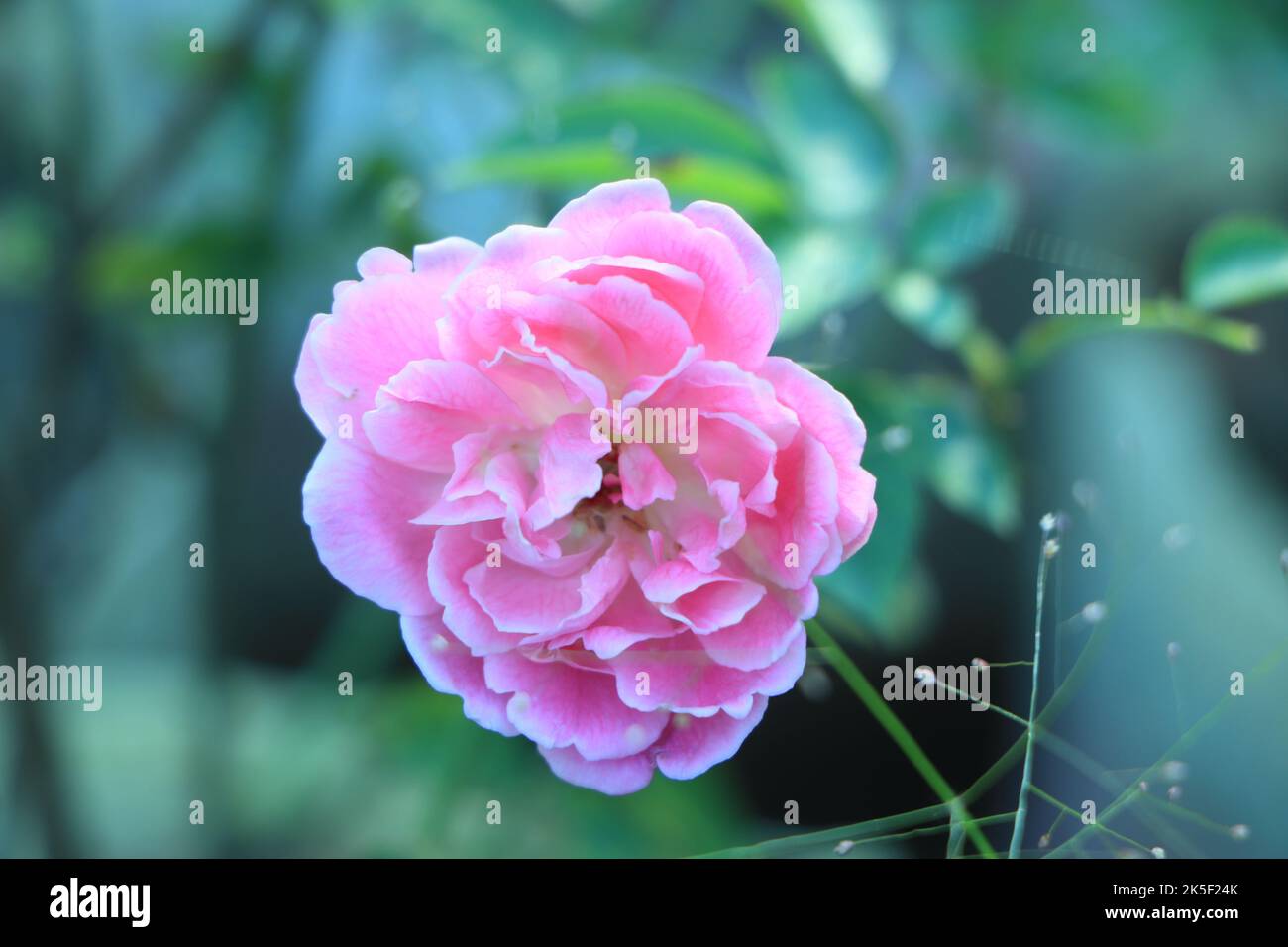 Pink rose flower closeup around grass in a garden, sign of love Stock ...