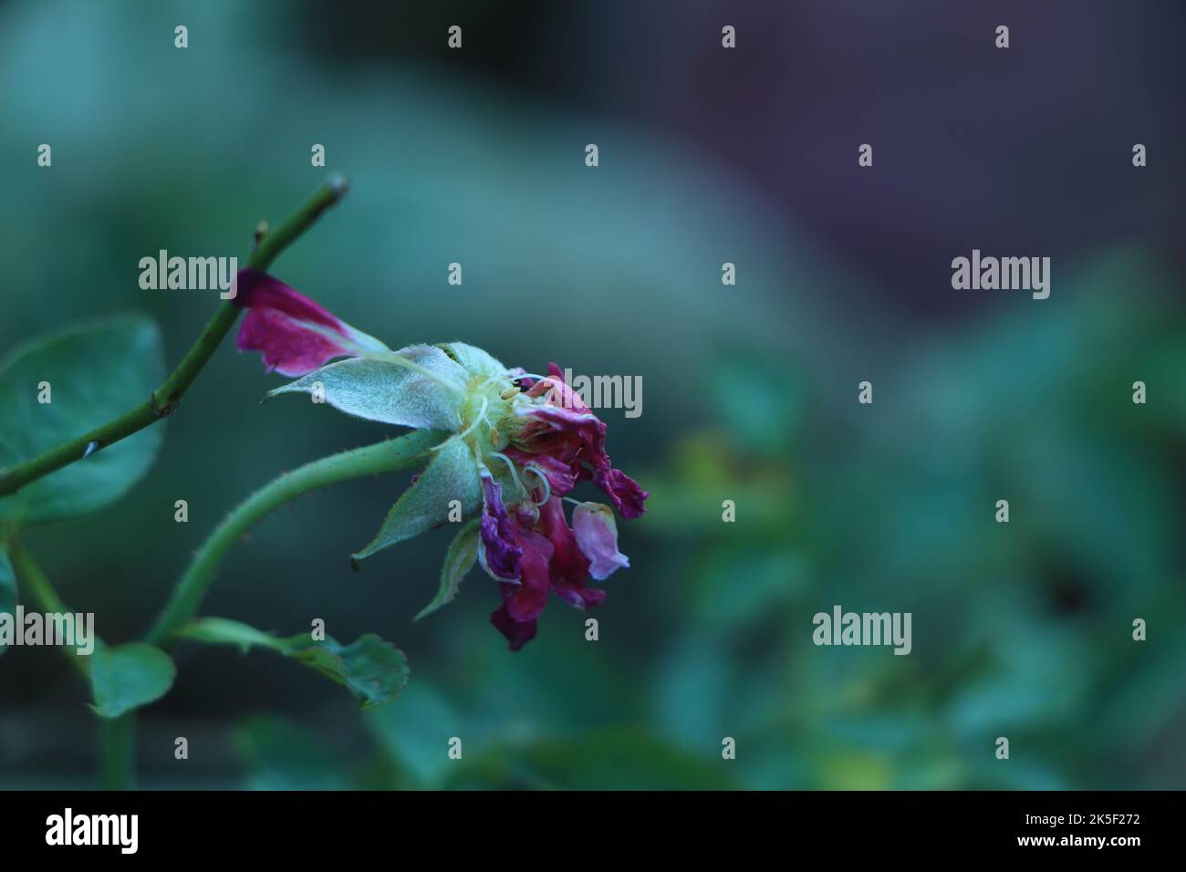 Pink rose dying because of pollution Stock Photo - Alamy
