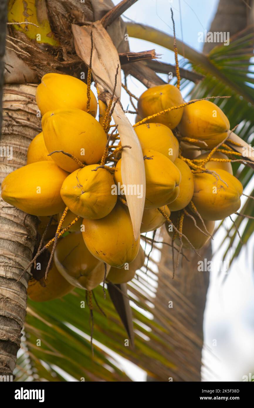 Tropical palm coco trees with coconut, coco palms Stock Photo - Alamy