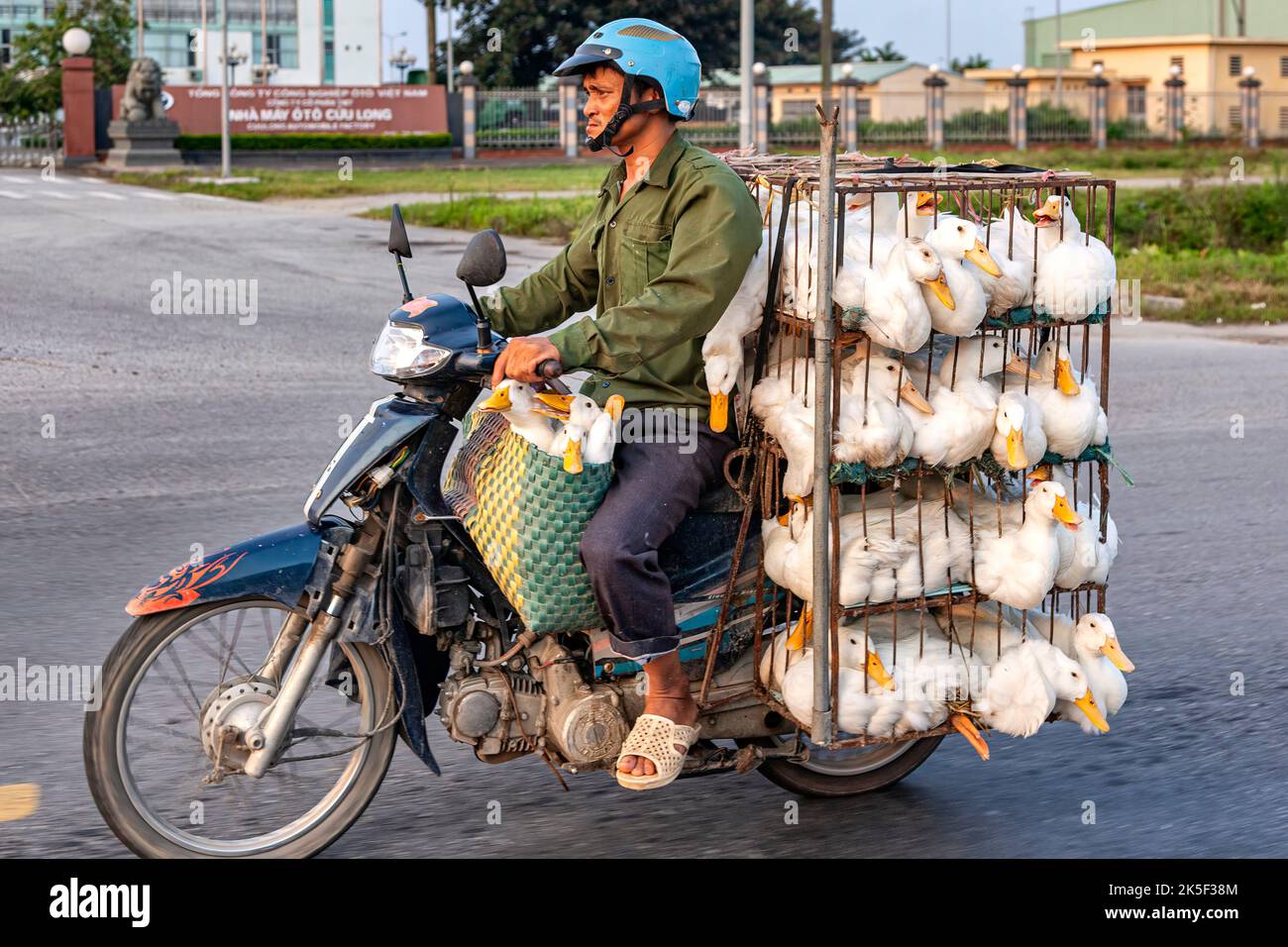 Motorcycle and rider carrying ducks to market, Hai Phong, Vietnam Stock ...