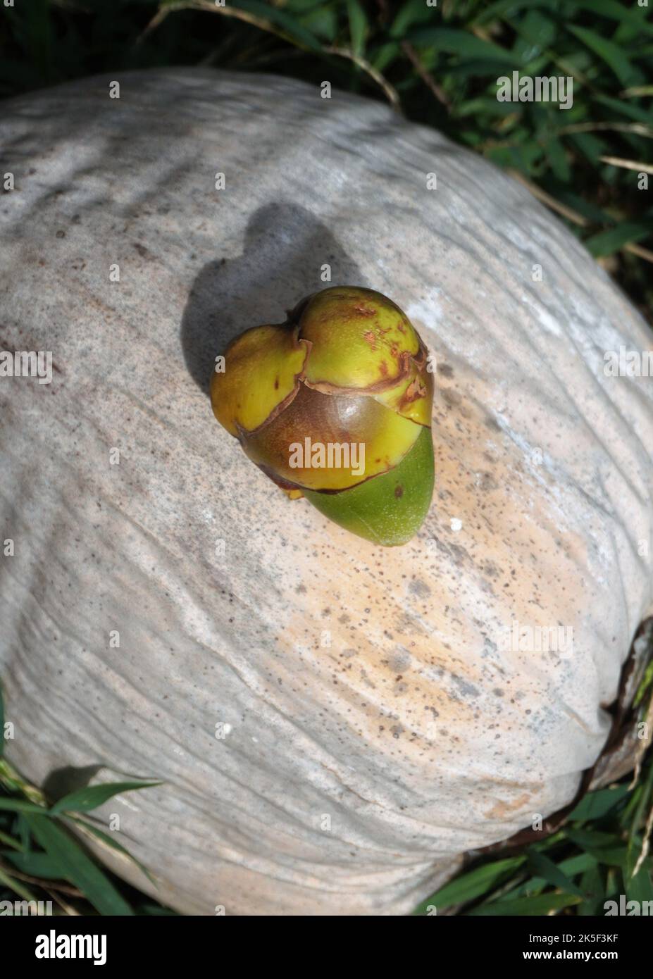 Multi-colored, Heart-Shaped Baby Coconut atop a White Mature Coconut ...