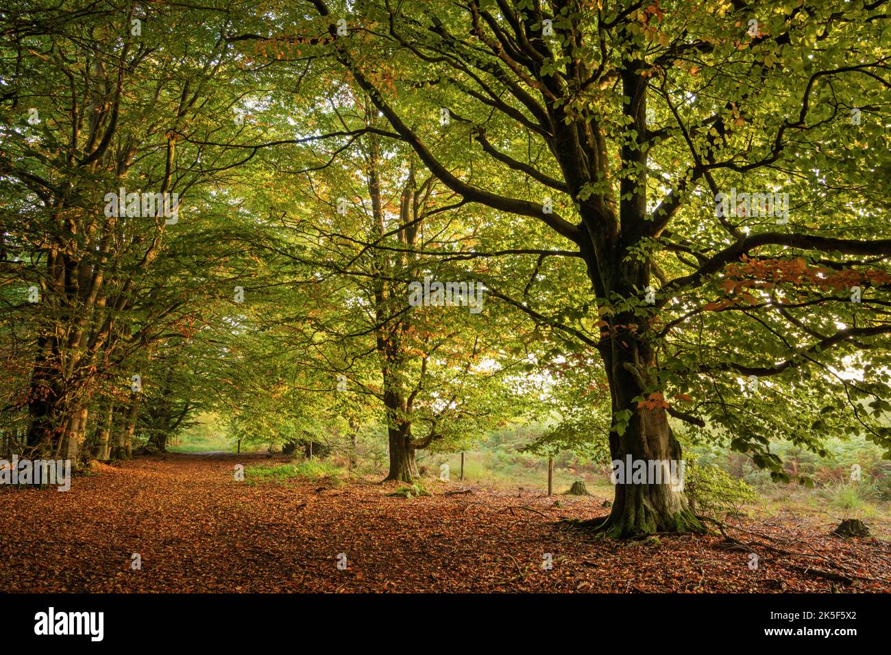 Footpath through broad leaf woodland, Trellech, Wales Stock Photo - Alamy