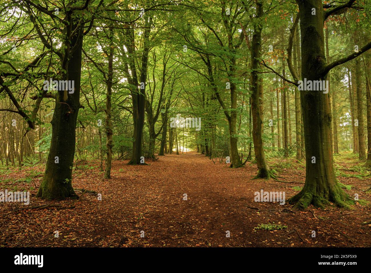 Footpath through broad leaf woodland, Trellech, Wales Stock Photo - Alamy