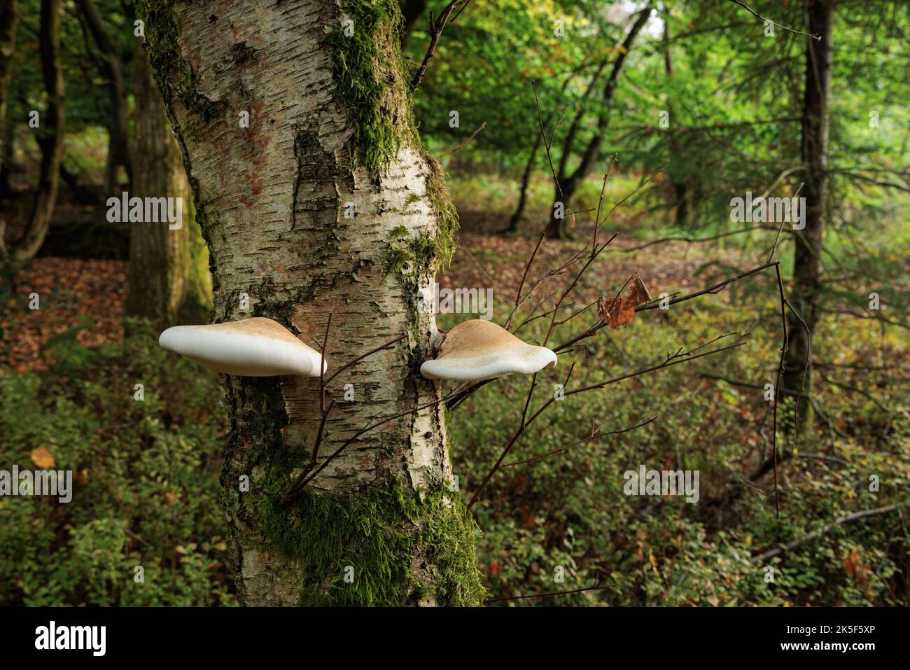 Birch polypore, Fomitopsis betulina Stock Photo - Alamy