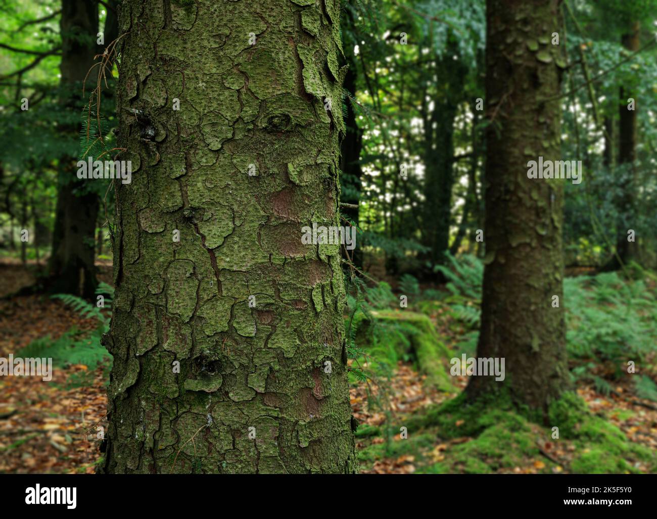 Norway Spruce trees Stock Photo - Alamy
