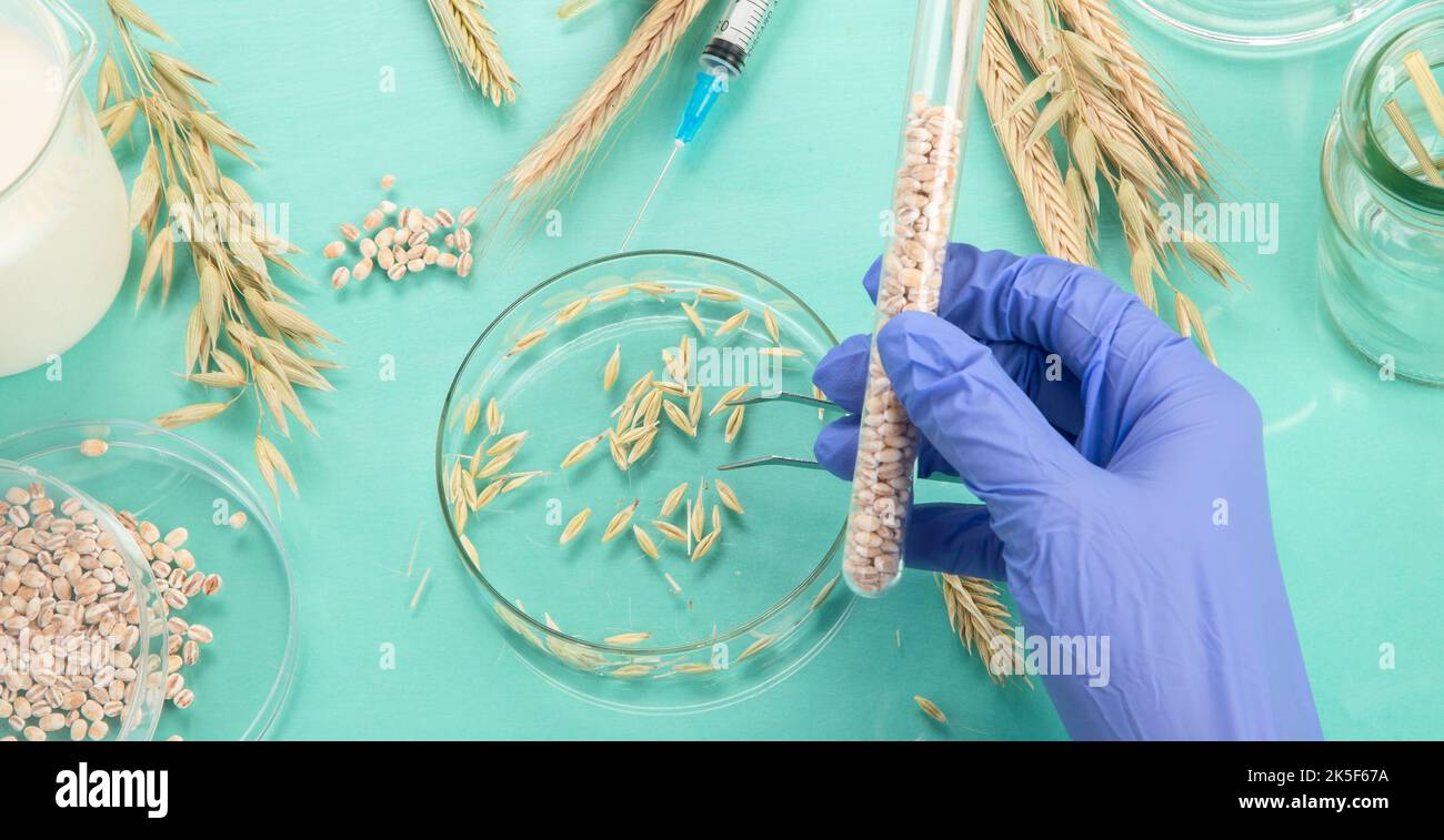 Analyzing agricultural wheat grains in laboratory. Wheat genetically ...