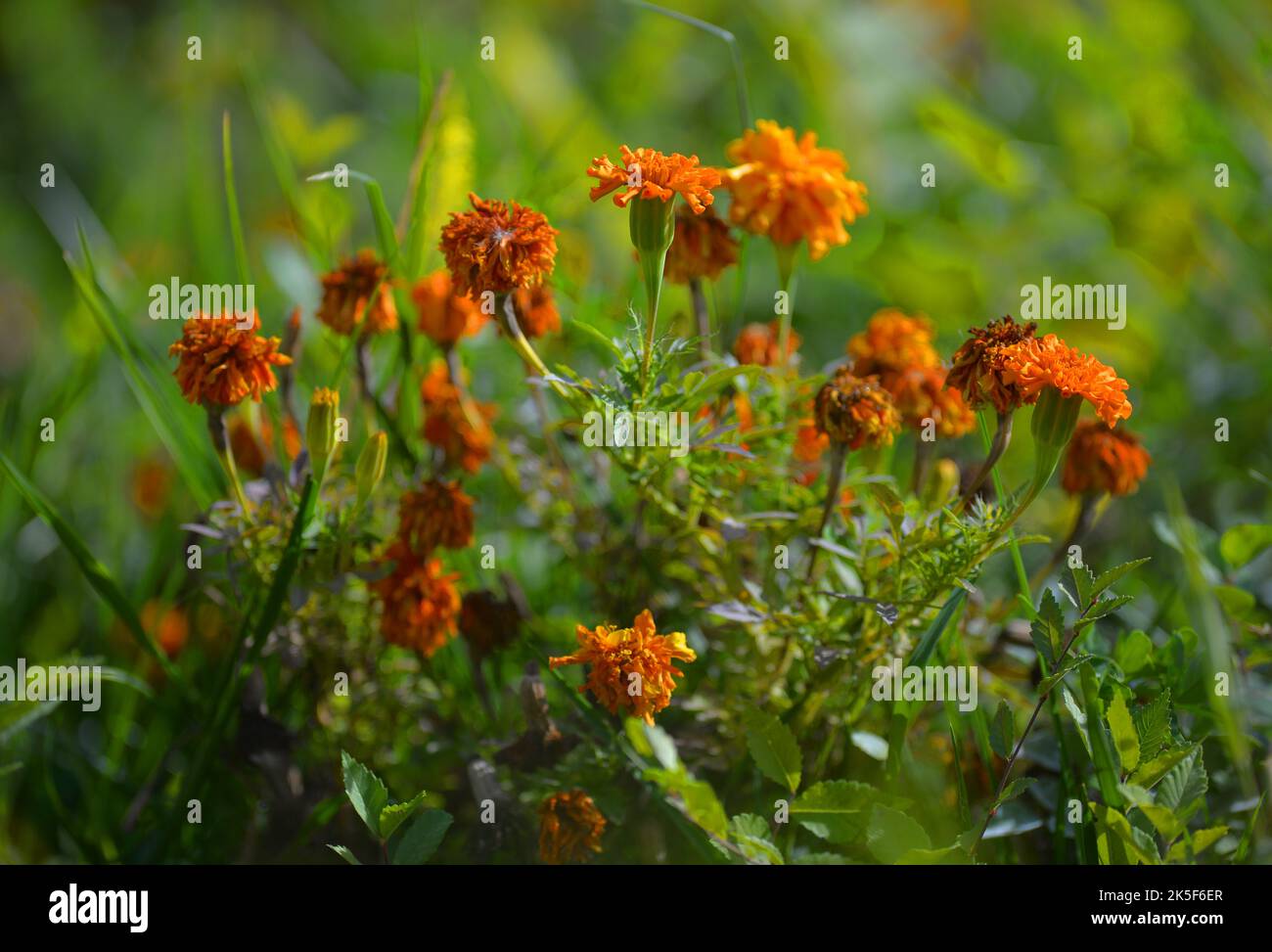 KORLA, CHINA - OCTOBER 7, 2022 - Autumn colors are seen in Korla ...