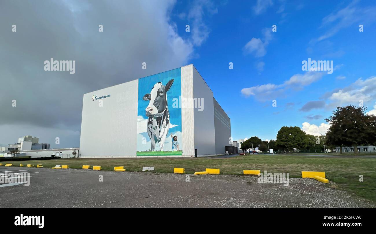 Aalter, Flanders, Belgium 09 10 2022 : Wide anlge view on the large cow ...