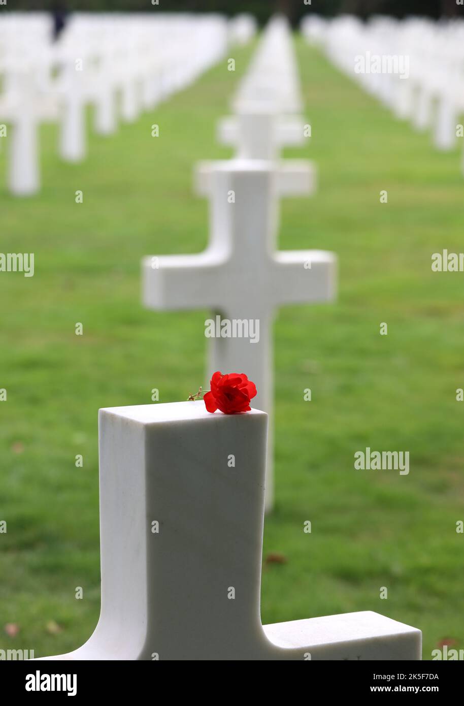 red rose on the cross of a cemetery of soldiers who died during the ...
