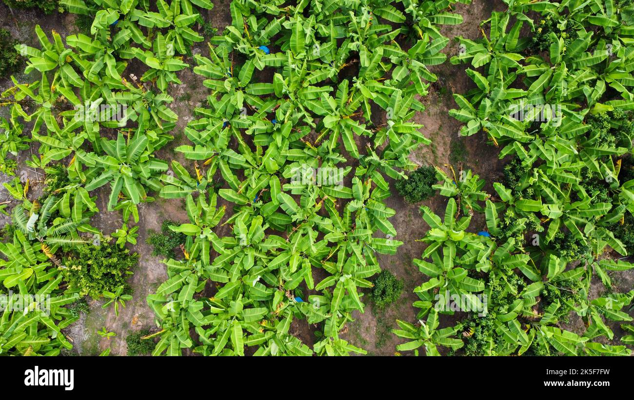 Aerial view of Cultivation trees and plantation in outdoor nursery ...