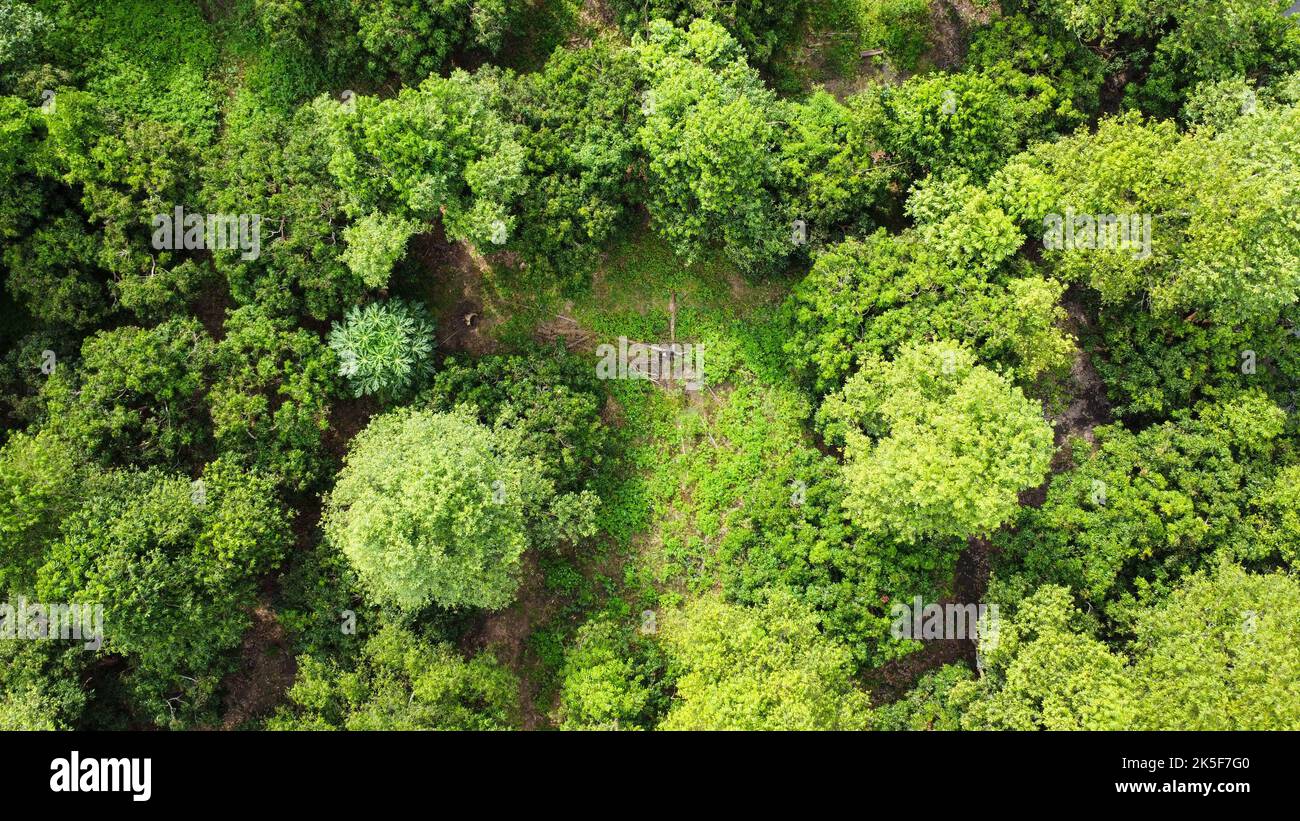 Aerial view of Cultivation trees and plantation in outdoor nursery ...