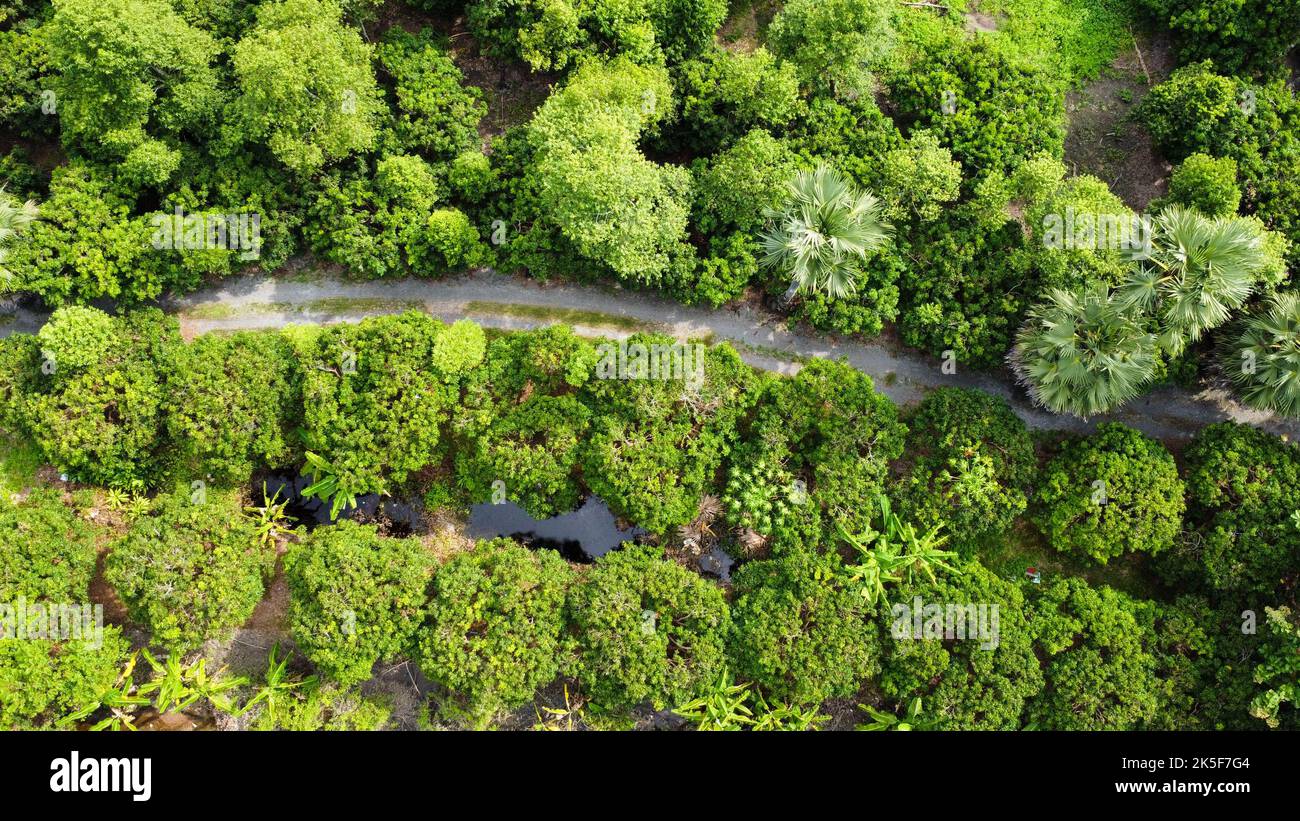 Aerial view of Cultivation trees and plantation in outdoor nursery ...