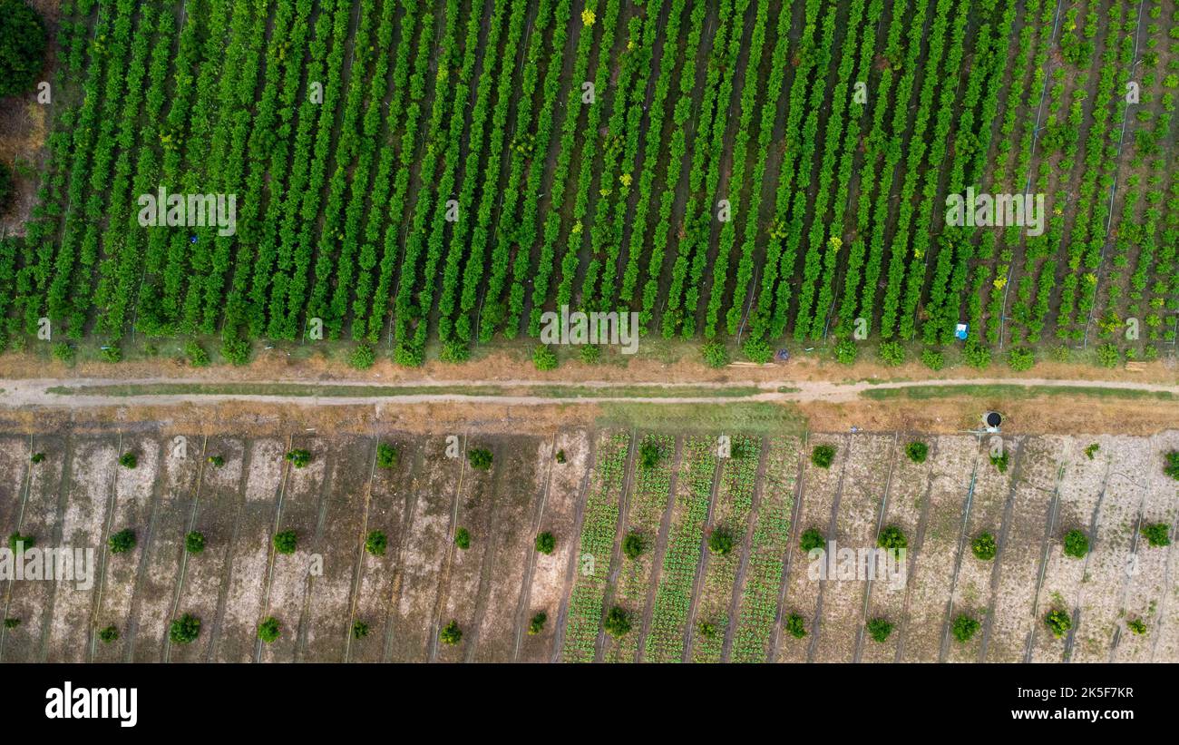 Aerial view of Cultivation trees and plantation in outdoor nursery ...