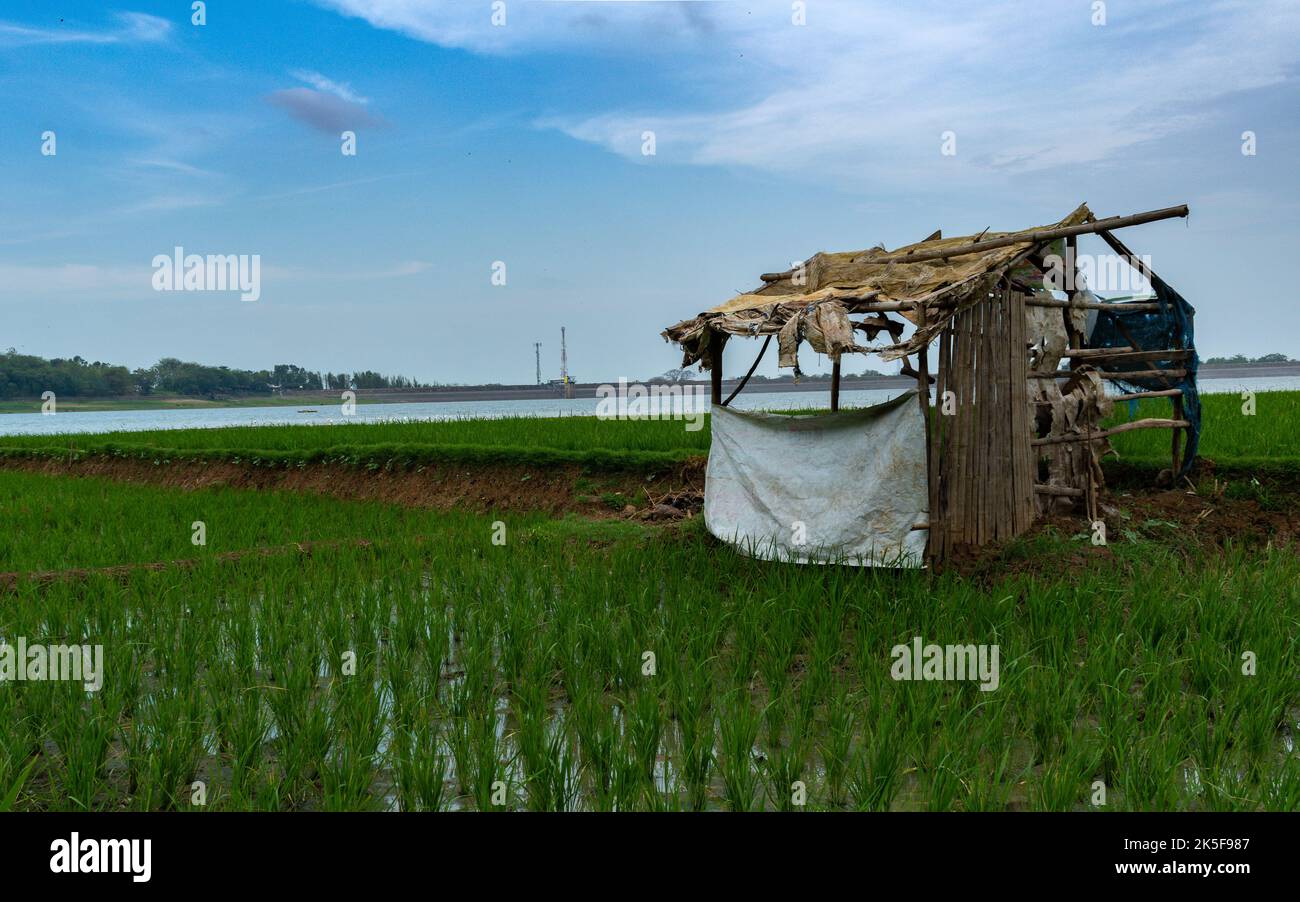 Landscape Rice Field Stock Photo - Alamy