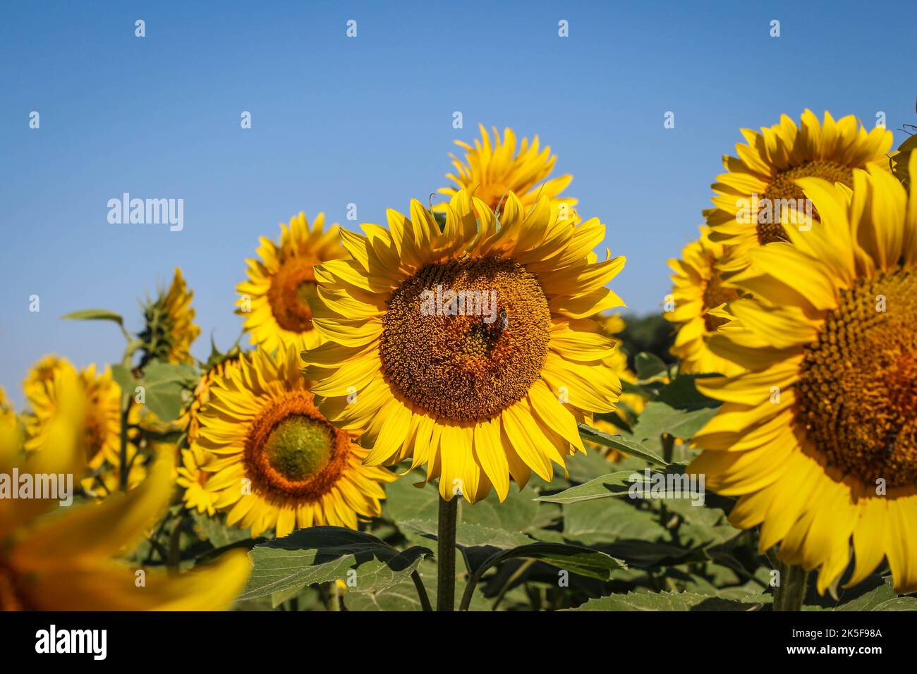 Honey bees on the sunflower in Vojvodina in Serbia Stock Photo - Alamy
