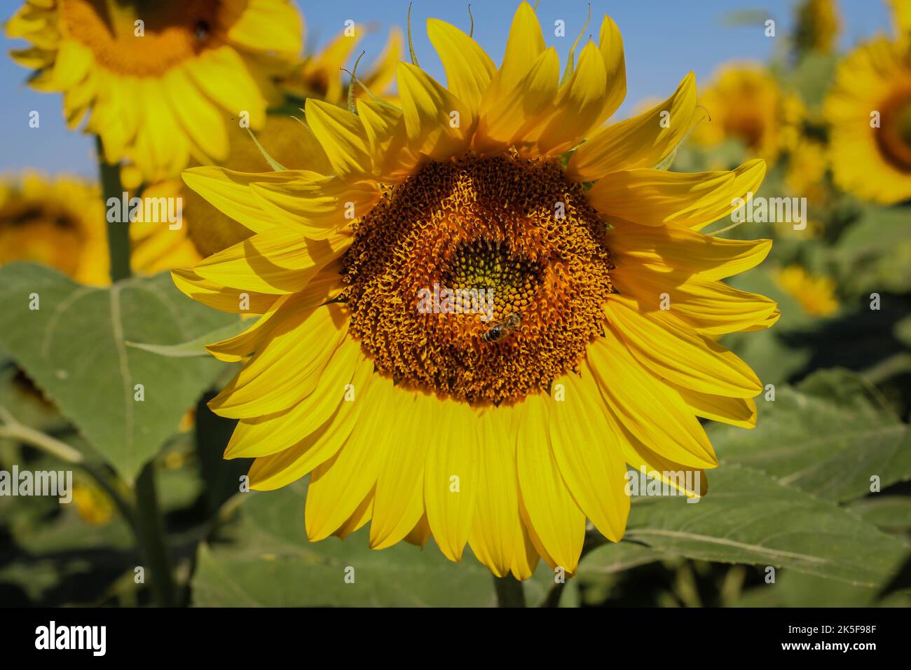 Honey bees on the sunflower in Vojvodina in Serbia Stock Photo - Alamy
