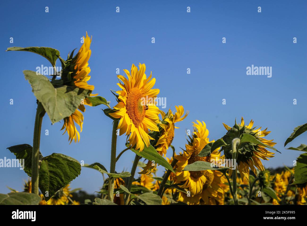Honey bees on the sunflower in Vojvodina in Serbia Stock Photo - Alamy