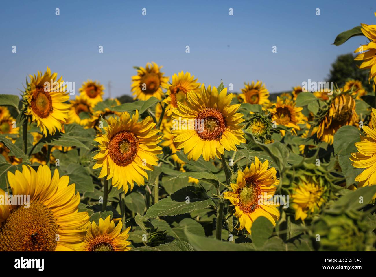 Yellow flowers of a sunflowers in Vojvodina, Serbia Stock Photo - Alamy