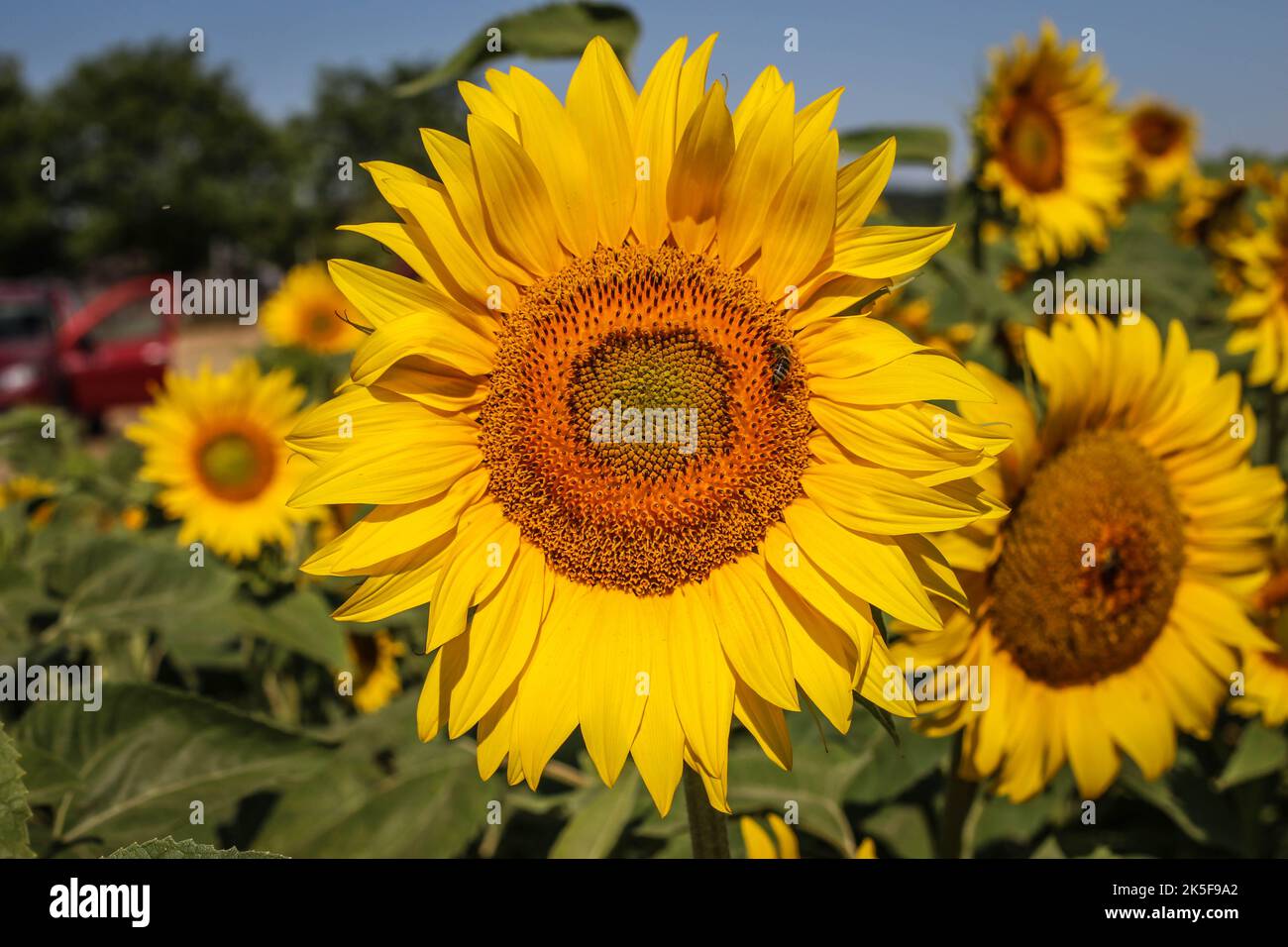 Honey bees on the sunflower in Vojvodina in Serbia Stock Photo - Alamy