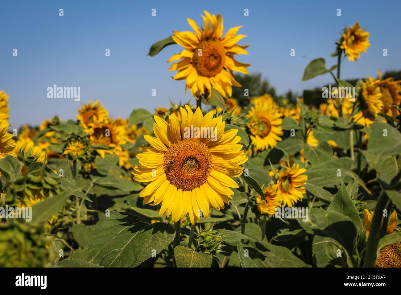 Honey bees on the sunflower in Vojvodina in Serbia Stock Photo - Alamy