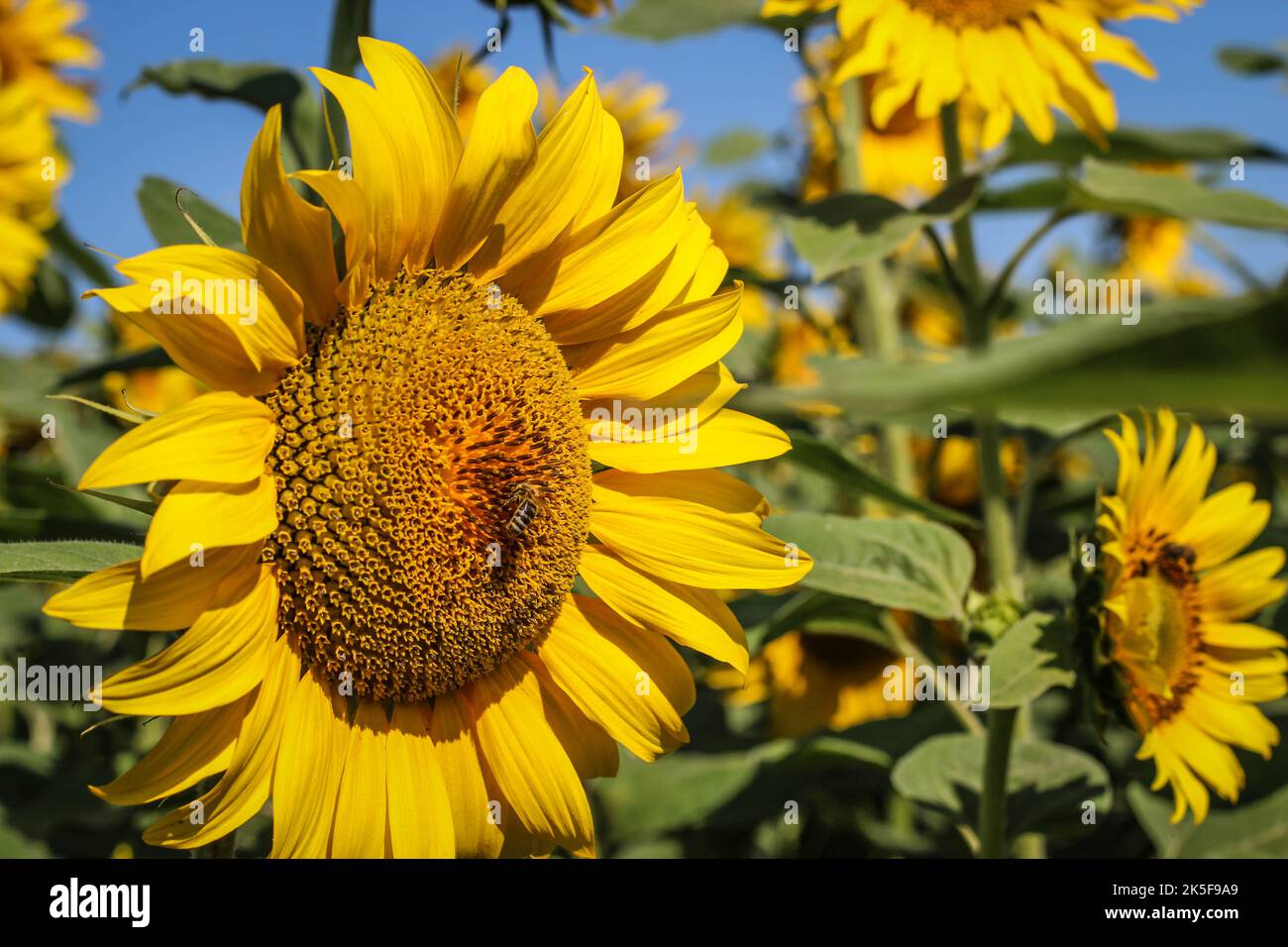 Honey bees on the sunflower in Vojvodina in Serbia Stock Photo - Alamy