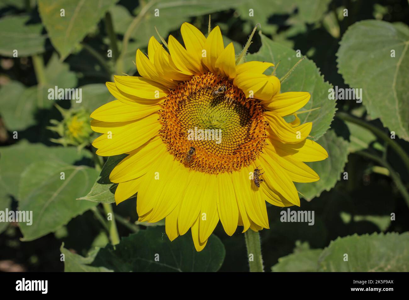 Honey bees on the sunflower in Vojvodina in Serbia Stock Photo - Alamy