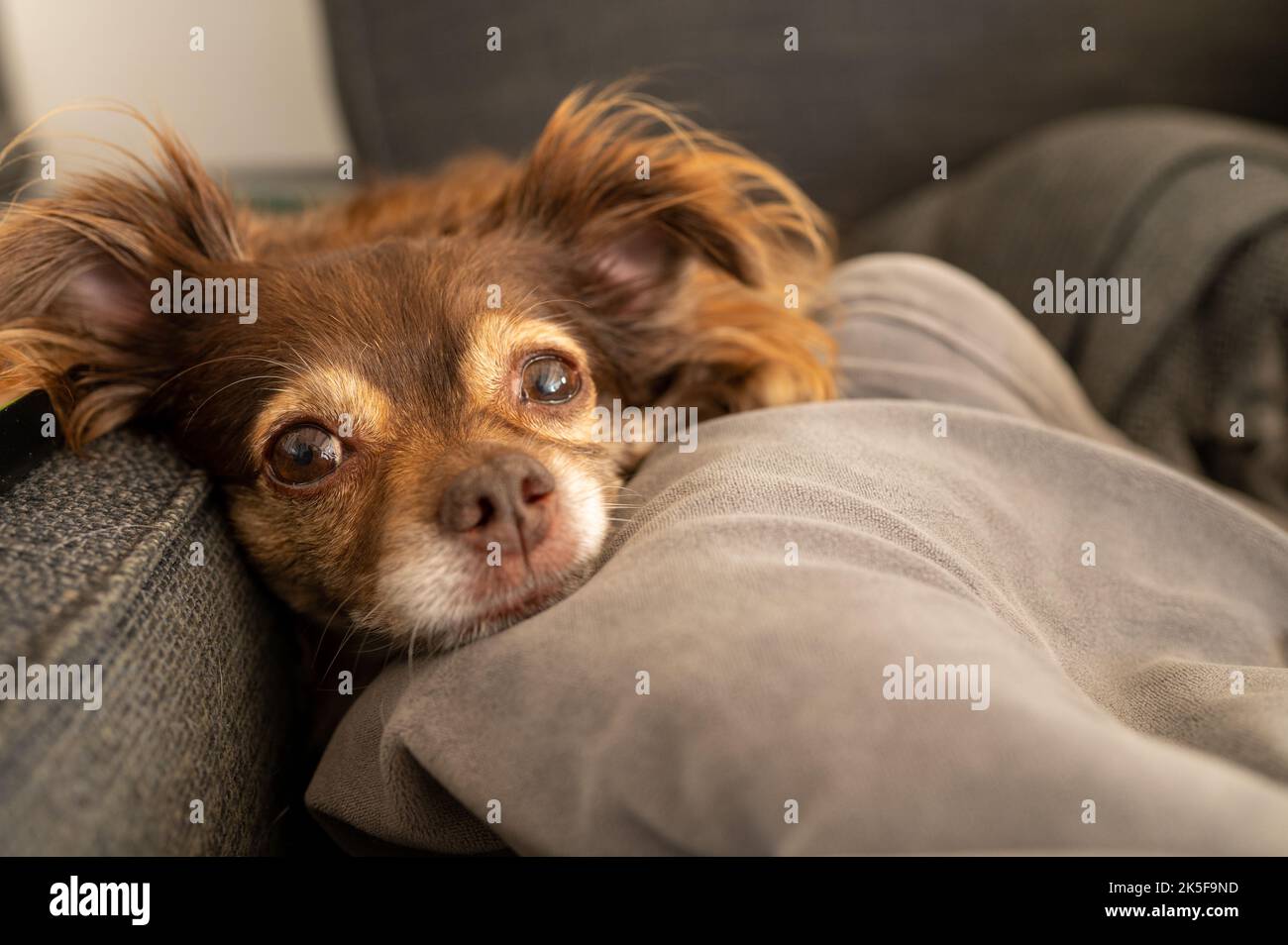 Cute napping dog hi-res stock photography and images - Alamy