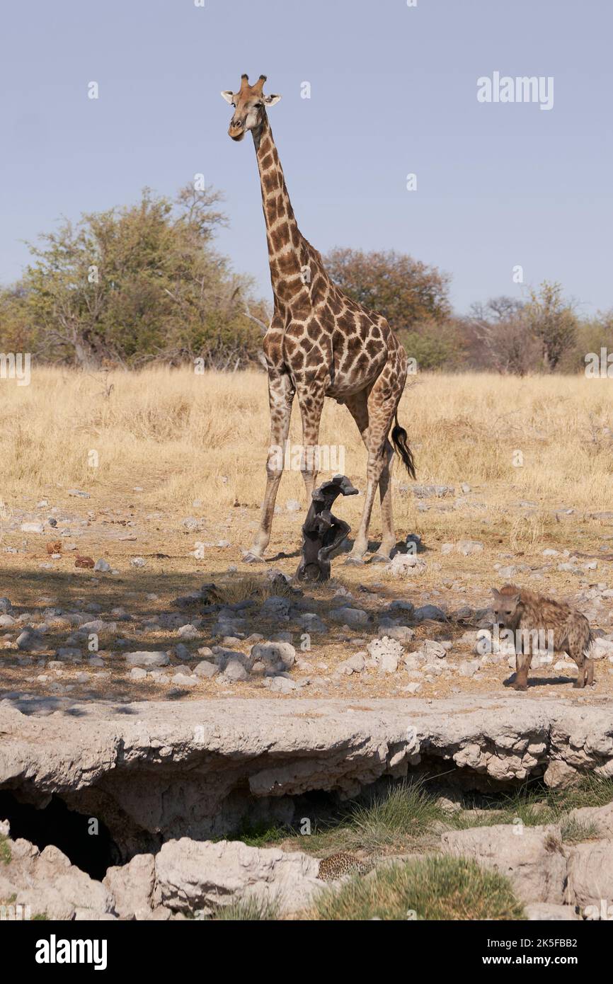 Leopard (Panthera pardus) drinking from a natural spring in Etosha ...