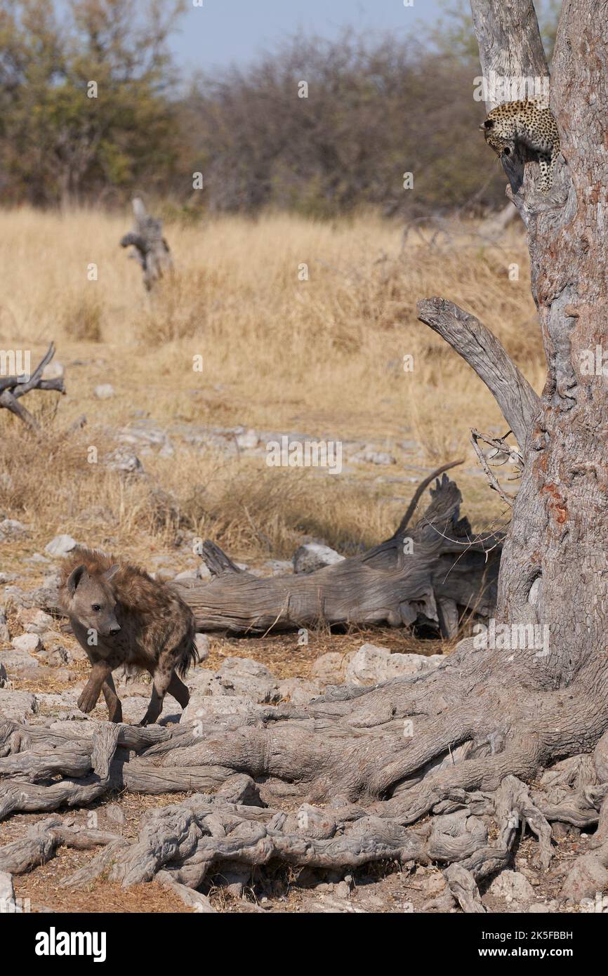Leopard (Panthera pardus) in the fork of a tree above a natural spring ...